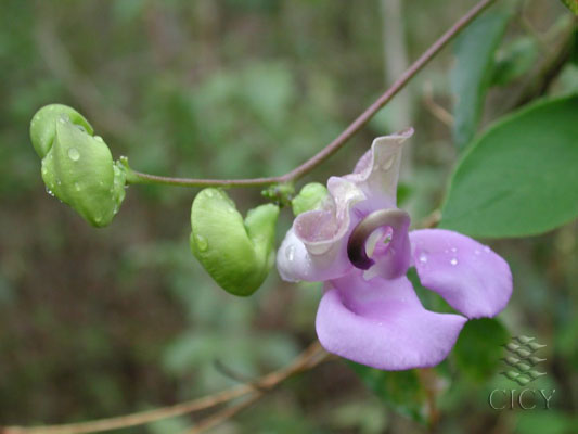 Flora: Península de Yucatán