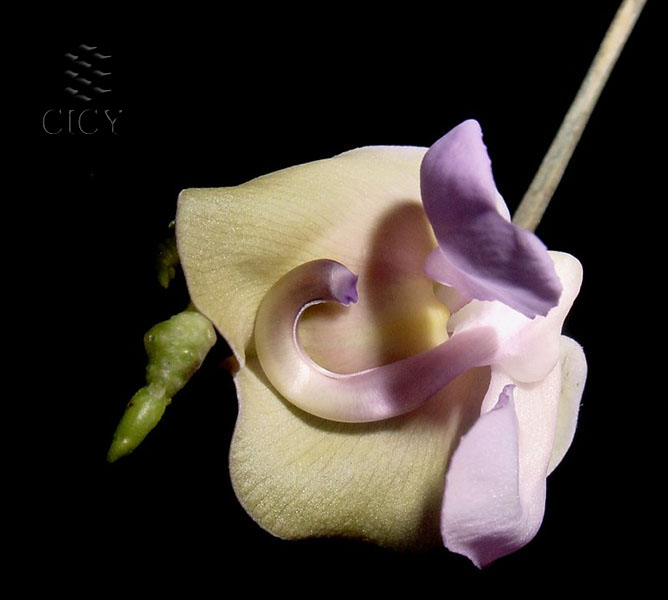 Flora: Península de Yucatán