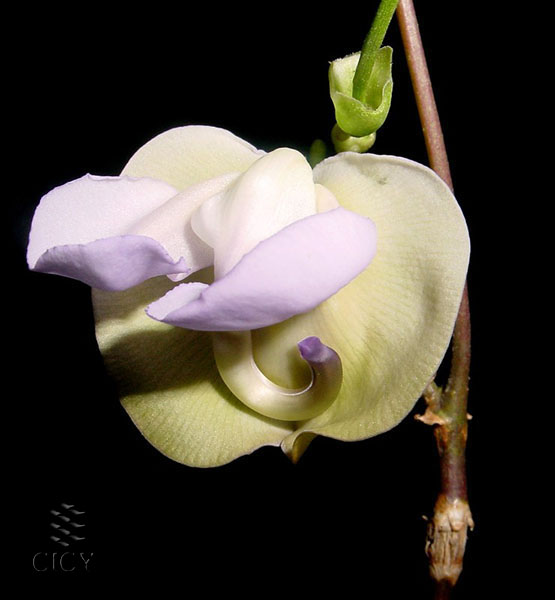 Flora: Península de Yucatán
