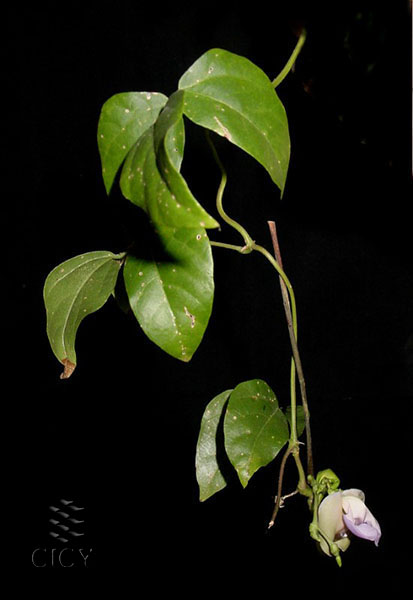 Flora: Península de Yucatán