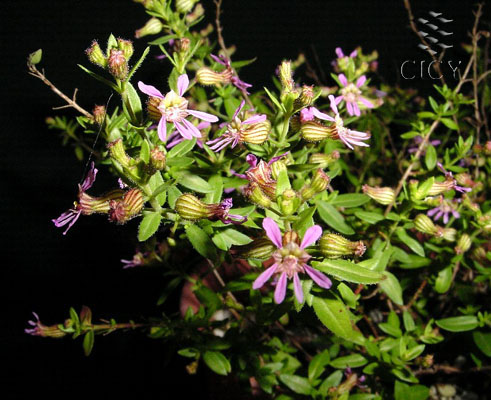 taxón cuphea gaumeri koehne