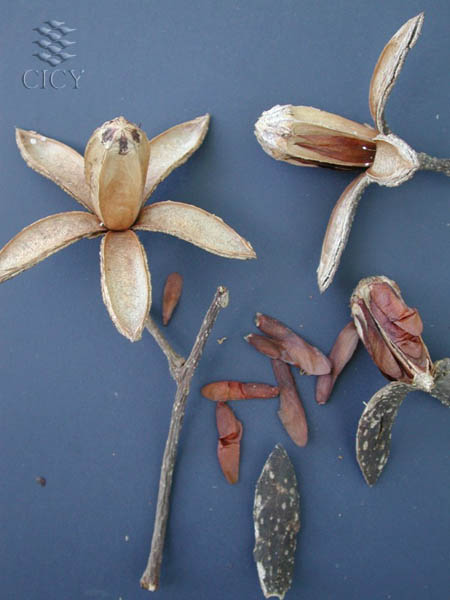 Flora: Península de Yucatán