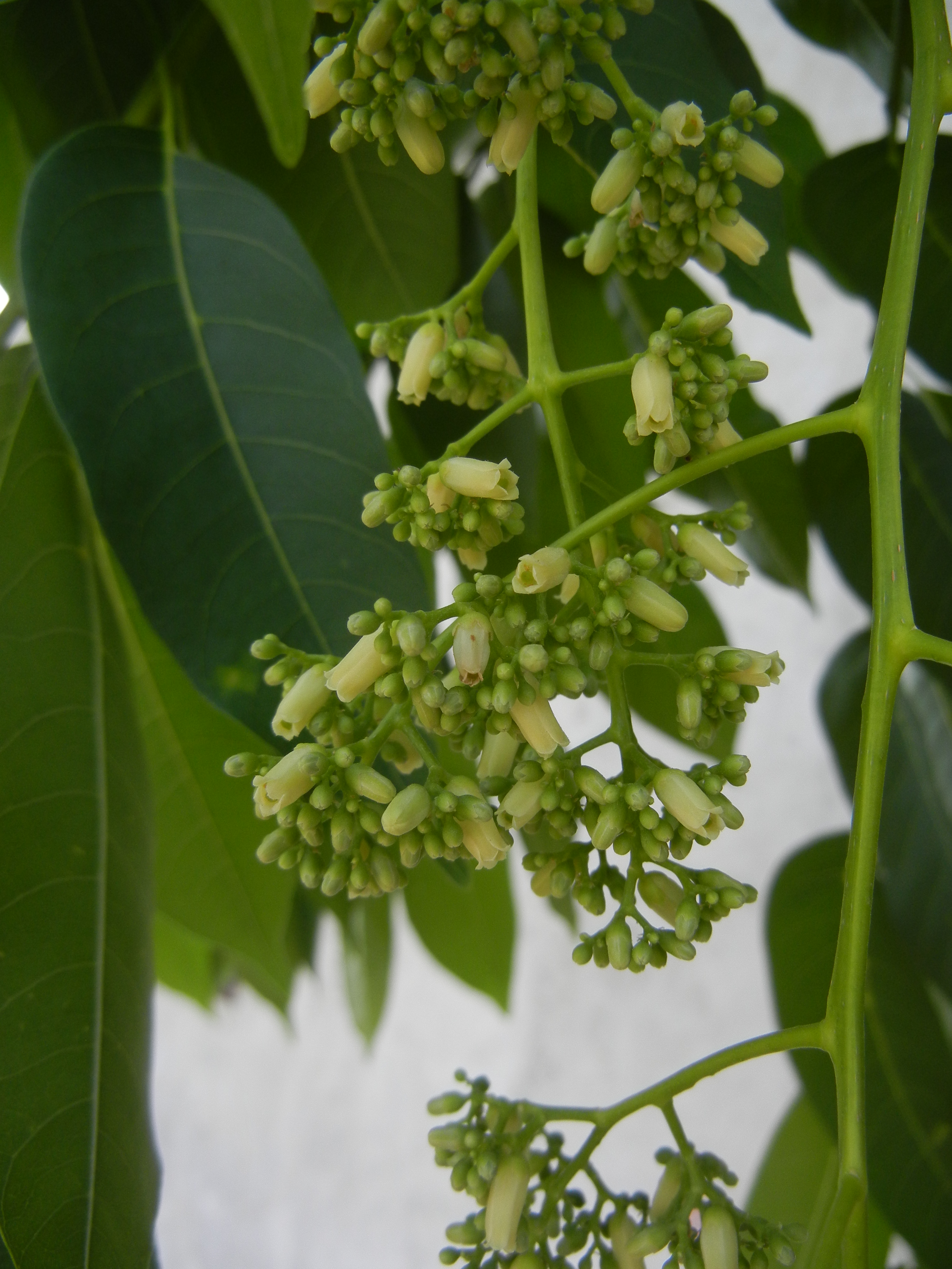 Flora: Península de Yucatán
