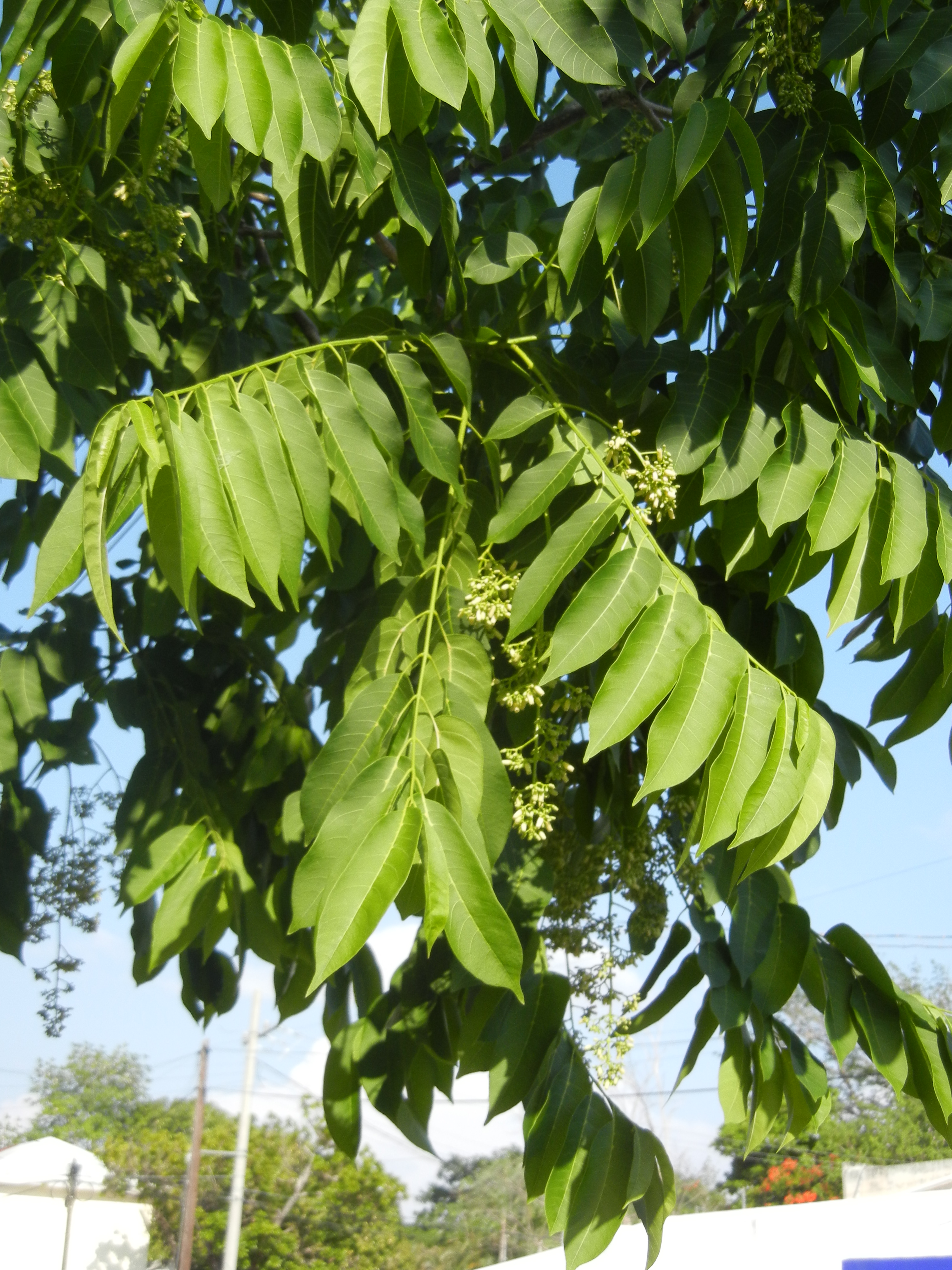 taxón cedrela odorata l