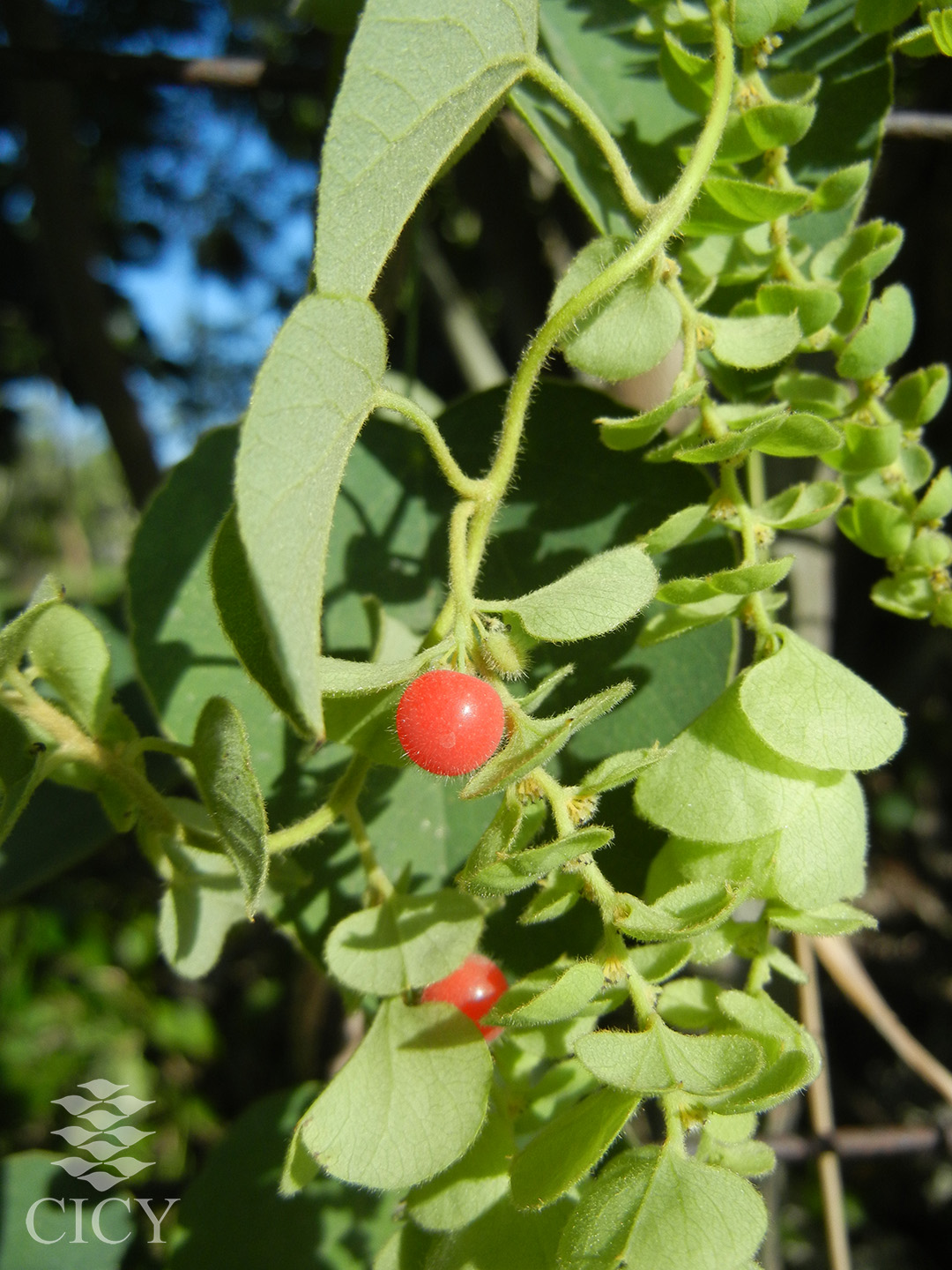 taxón cissampelos pareira l