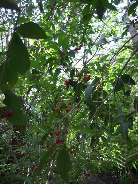 taxón bunchosia swartziana griseb