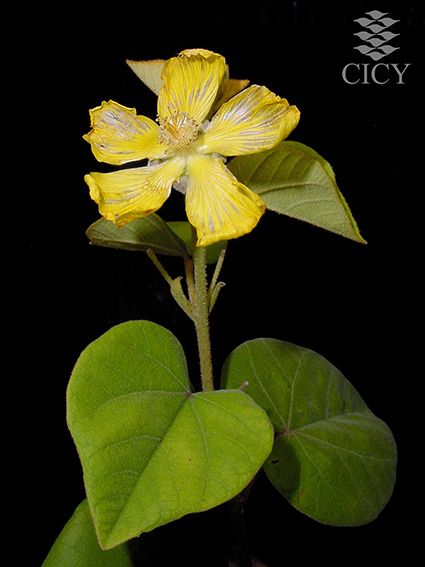 Flora: Península de Yucatán