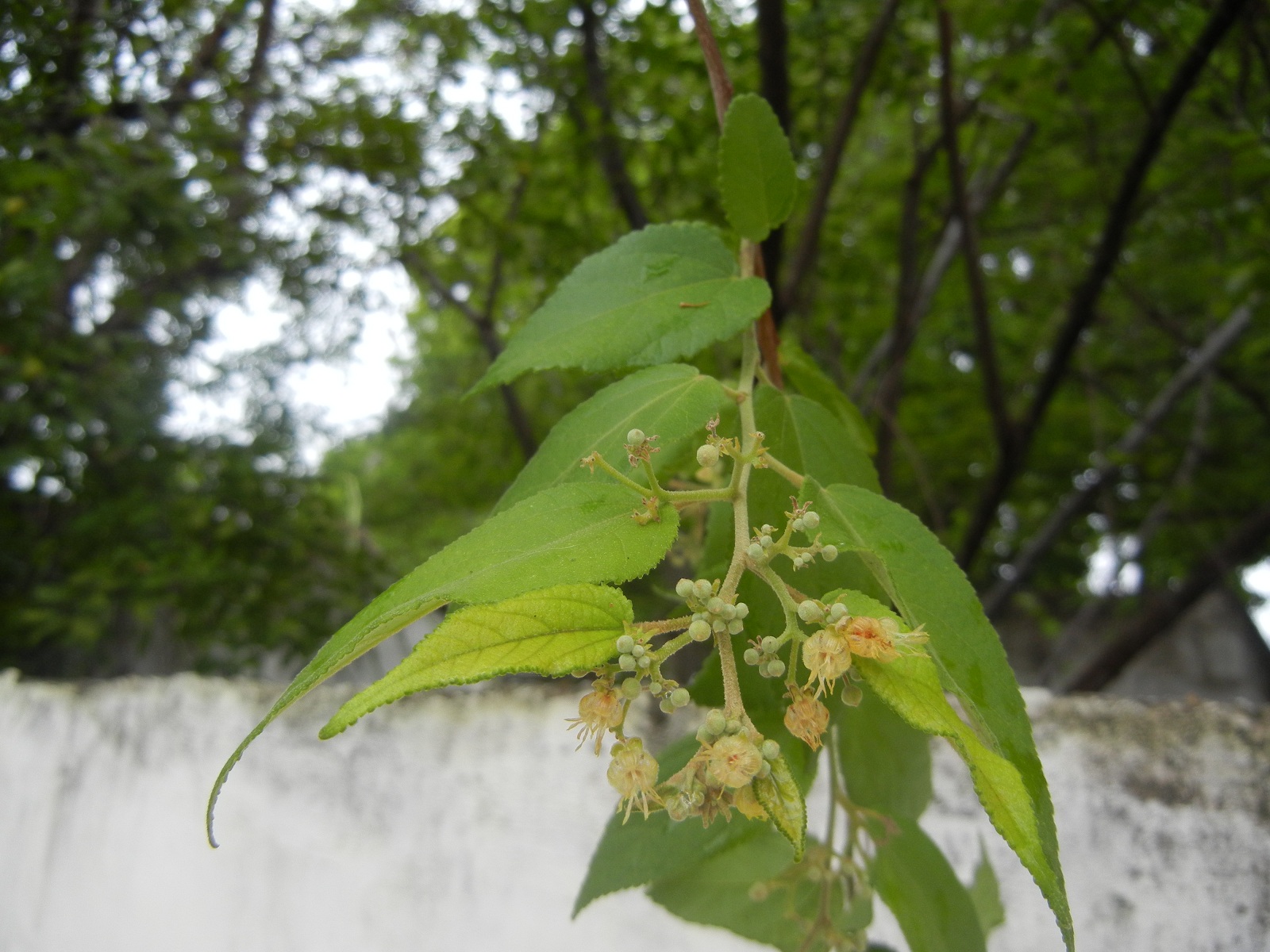 Flora: Península de Yucatán