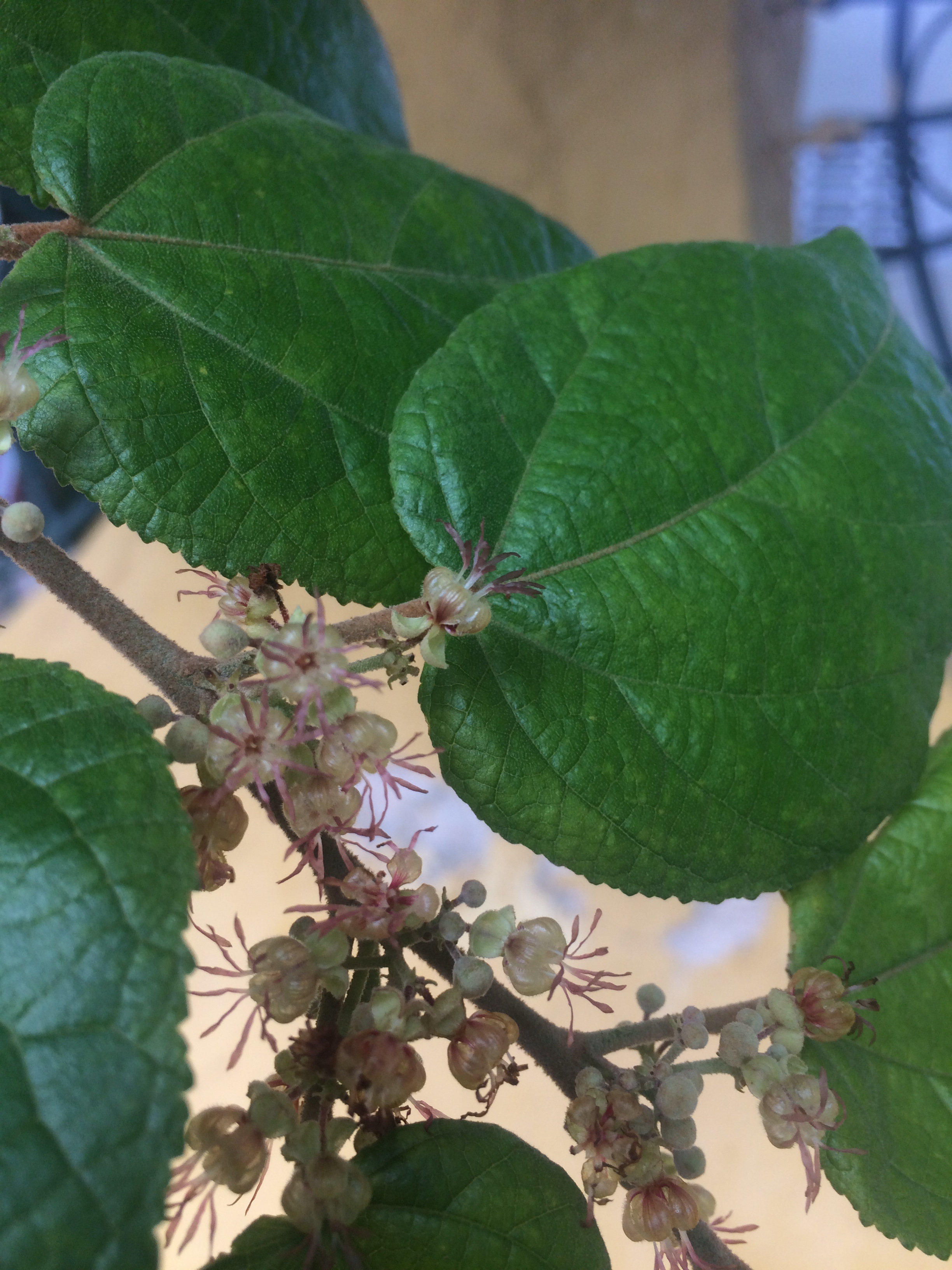 taxón guazuma ulmifolia lam