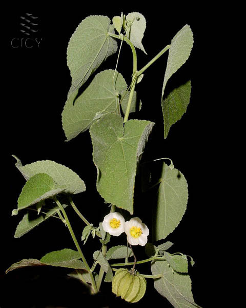 taxón herissantia crispa l brizicky