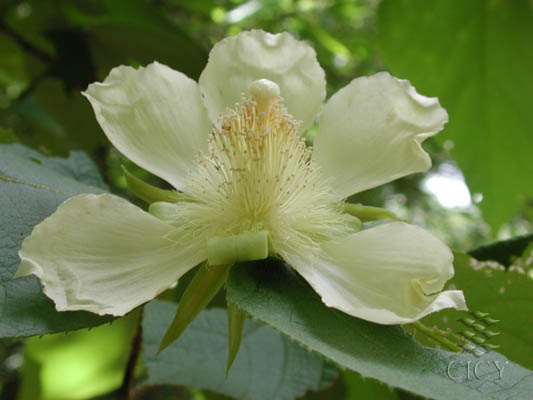 taxón luehea candida moc sessé ex dc mart