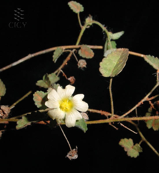 taxón sida ciliaris l