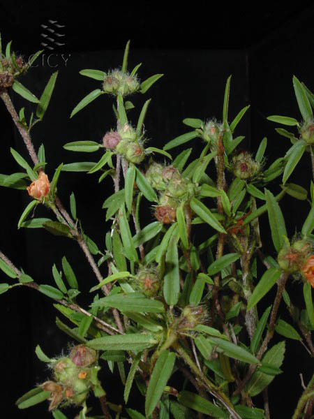 taxón sida ciliaris l