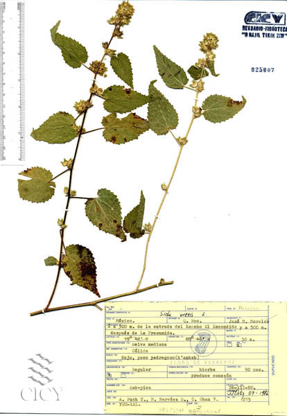 Flora: Península de Yucatán