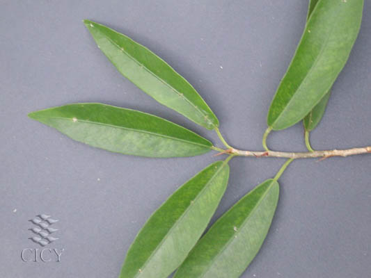 Flora: Península de Yucatán