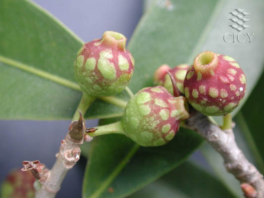 taxón ficus pertusa l f