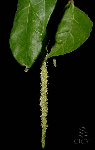 taxón maclura tinctoria l d don ex steud