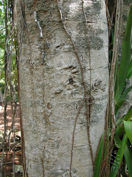 taxón maclura tinctoria l d don ex steud