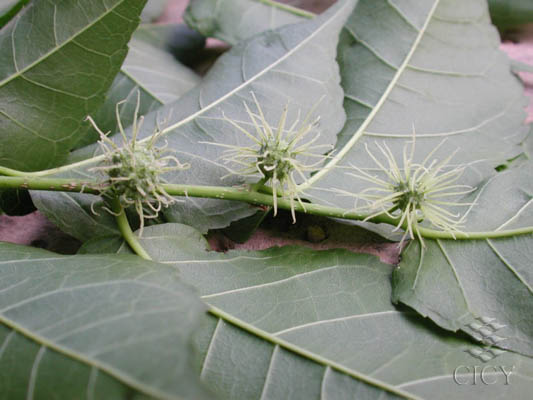 taxón maclura tinctoria l d don ex steud