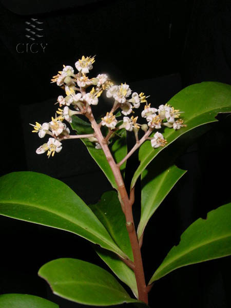Flora: Península de Yucatán