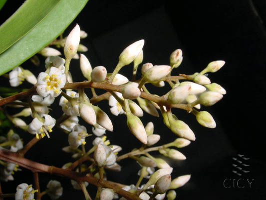 Flora: Península de Yucatán