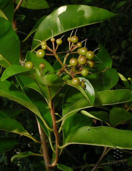 taxón parathesis cubana a dc molinet m gómez