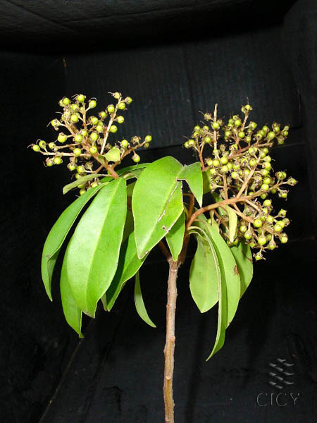 Flora: Península de Yucatán