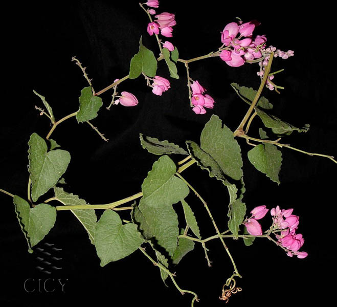 Flora: Península de Yucatán