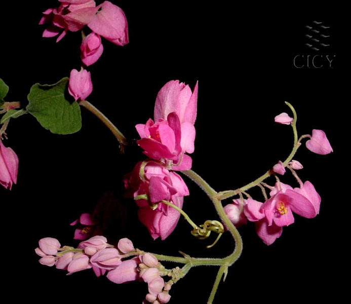 Flora: Península de Yucatán