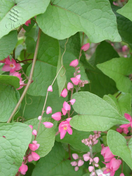 Flora: Península de Yucatán