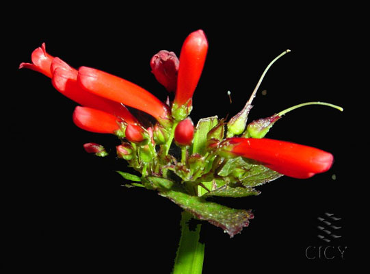 taxón russelia sarmentosa jacq