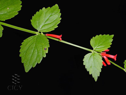 taxón russelia sarmentosa jacq