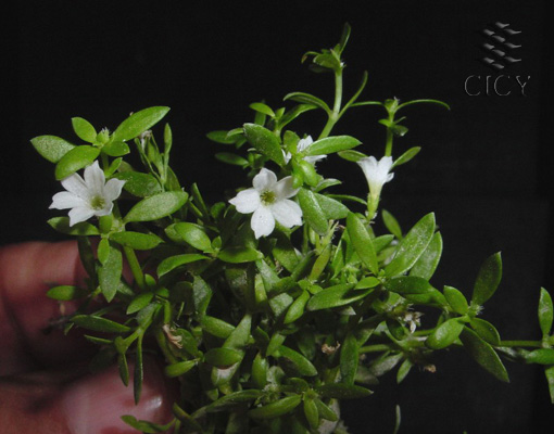 taxón dentella repens l j r forst