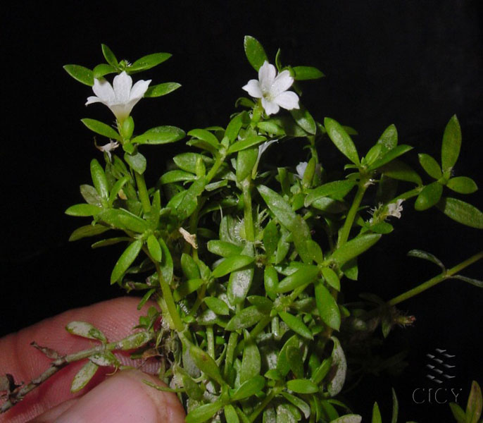 taxón dentella repens l j r forst