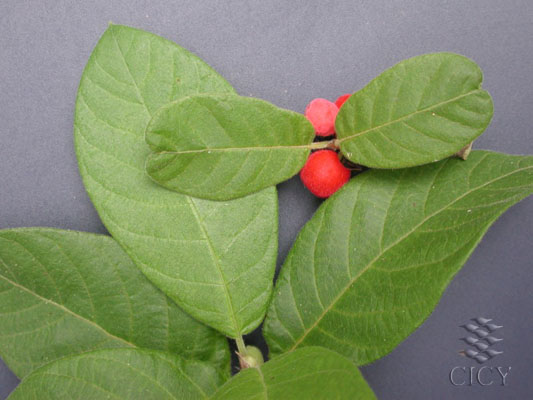 taxón guettarda gaumeri standl