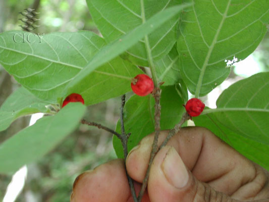 taxón guettarda gaumeri standl