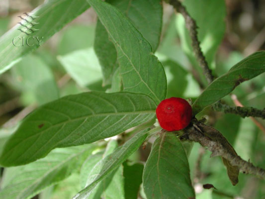 taxón guettarda gaumeri standl