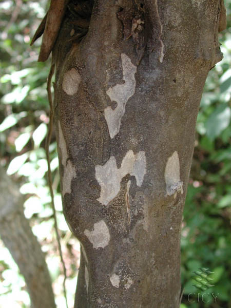 taxón guettarda gaumeri standl