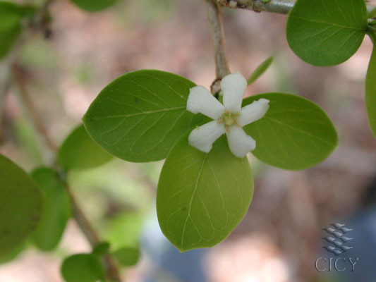 taxón randia aculeata l