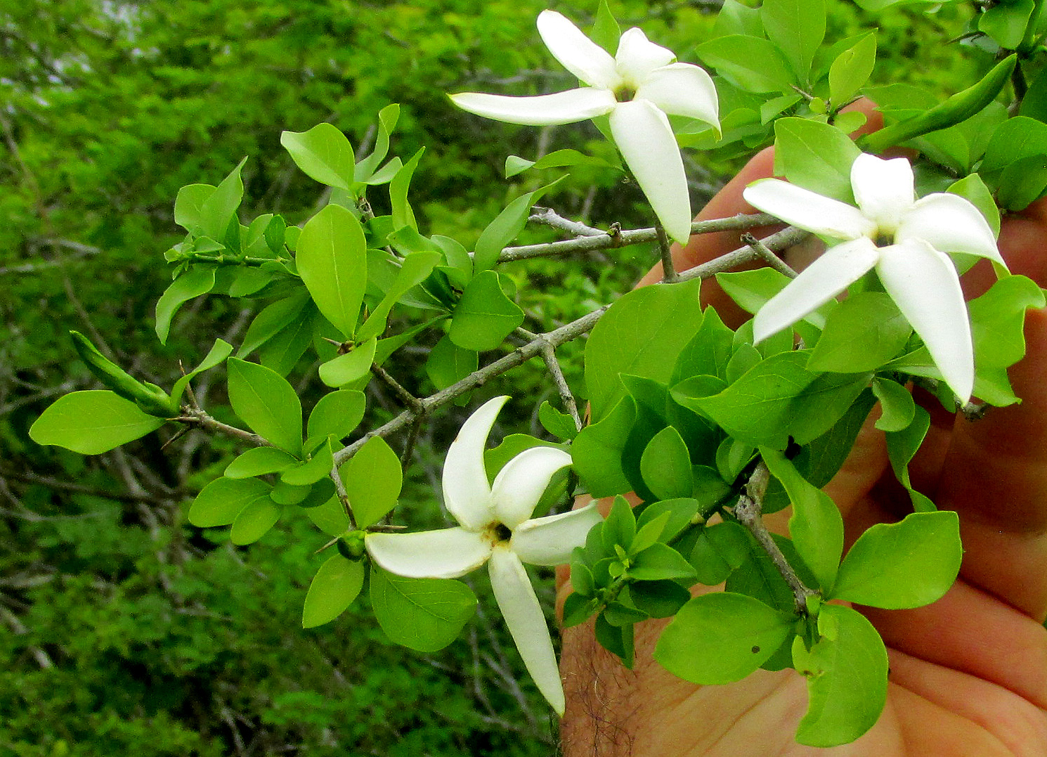 taxón randia longiloba hemsl