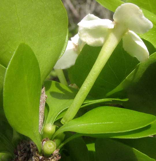 Flora: Península de Yucatán