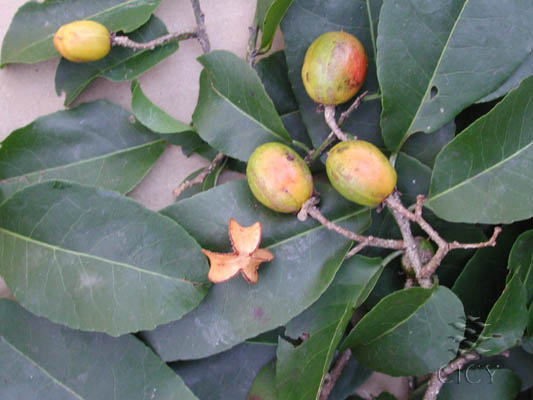 taxón casearia corymbosa kunth