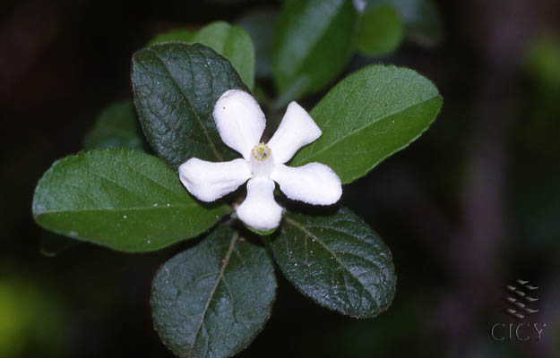 taxón casearia yucatanensis standl t samar m h alford