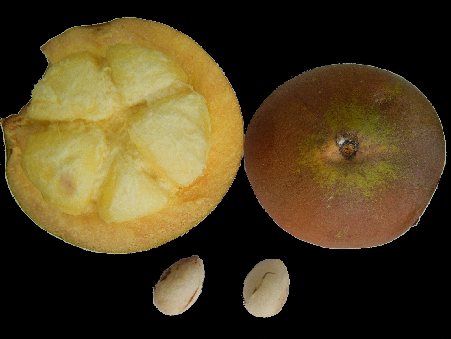 taxón pouteria glomerata miquel radl ssp glomerata