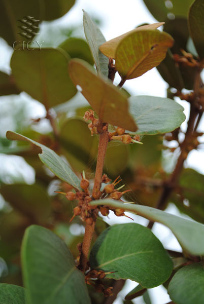 Flora: Península de Yucatán
