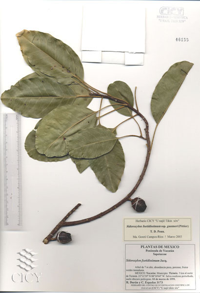 Flora: Península de Yucatán