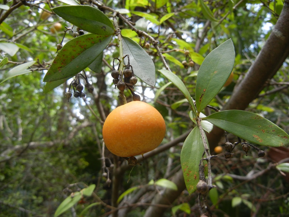 taxón bonellia macrocarpa cav b ståhl källersjö ssp macrocarpa