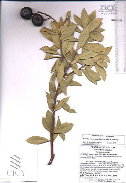 taxón bonellia macrocarpa cav b ståhl källersjö ssp macrocarpa