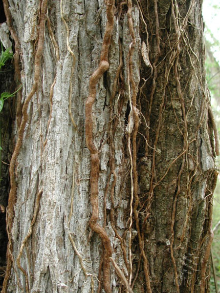 taxón phyllostylon brasiliense capan ex benth hook f