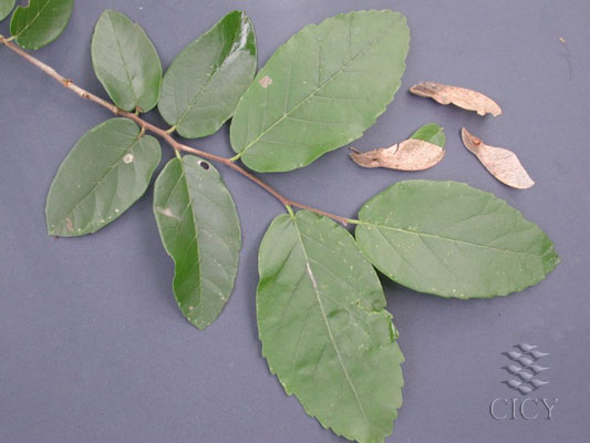 taxón phyllostylon brasiliense capan ex benth hook f